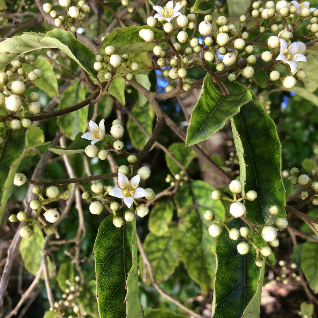 Putaputawētā - MyNativeForest